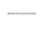 PPT - Animal Form And Function Part 1 - Invertebrates PowerPoint ...