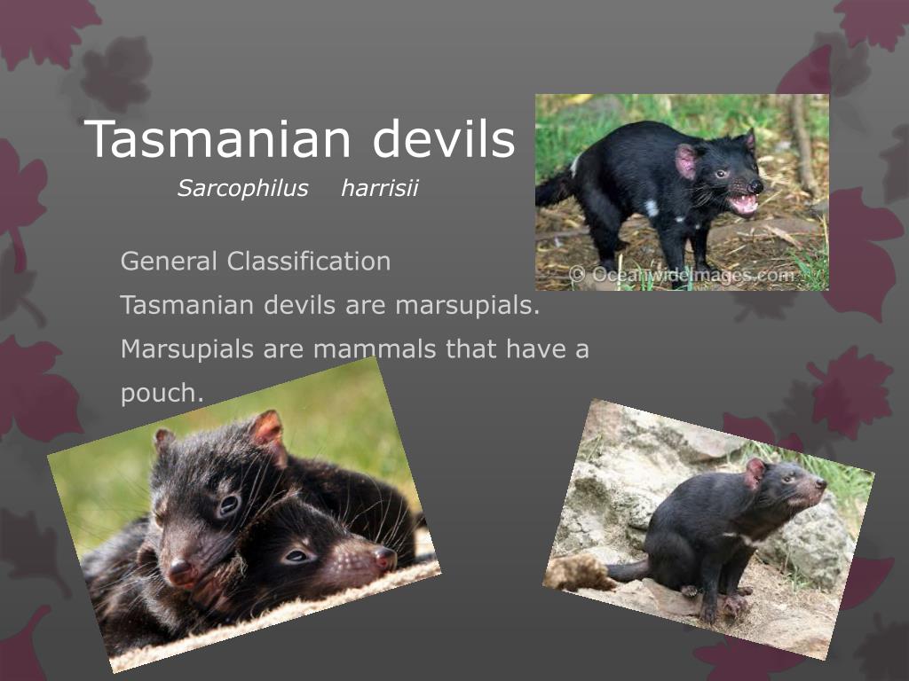 PPT - Tasmanian devils PowerPoint Presentation, free download - ID:2692784