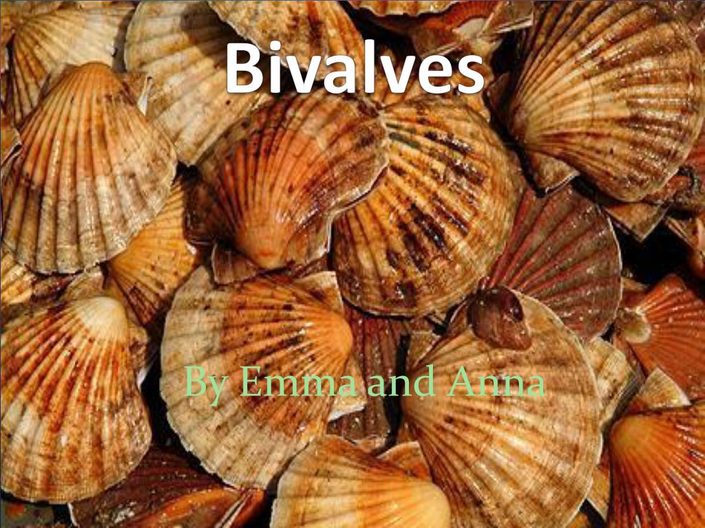 PPT - Bivalves PowerPoint Presentation, free download - ID:2692816
