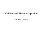 PPT - Chapter 4 Tissue Biomechanics and Adaptation PowerPoint ...