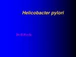 PPT - HELICOBACTER PYLORI. PowerPoint Presentation, free download - ID ...