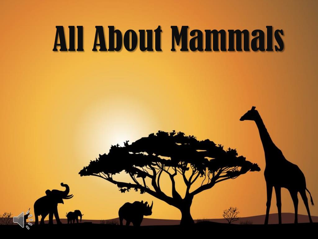 PPT - All About Mammals PowerPoint Presentation, free download - ID:2695358