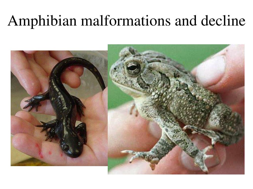 PPT - Amphibian malformations and decline PowerPoint Presentation, free ...
