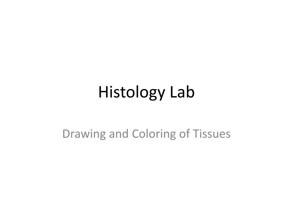 PPT - Histology Lab PowerPoint Presentation, free download - ID:2696860