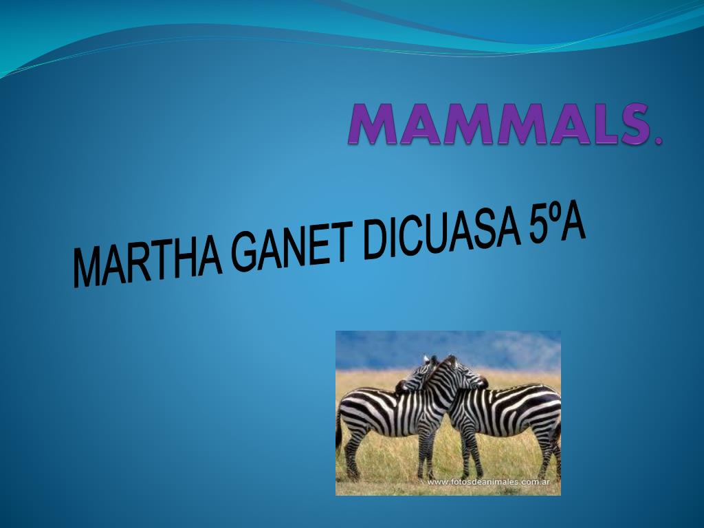 PPT - MAMMALS. PowerPoint Presentation, free download - ID:2696942