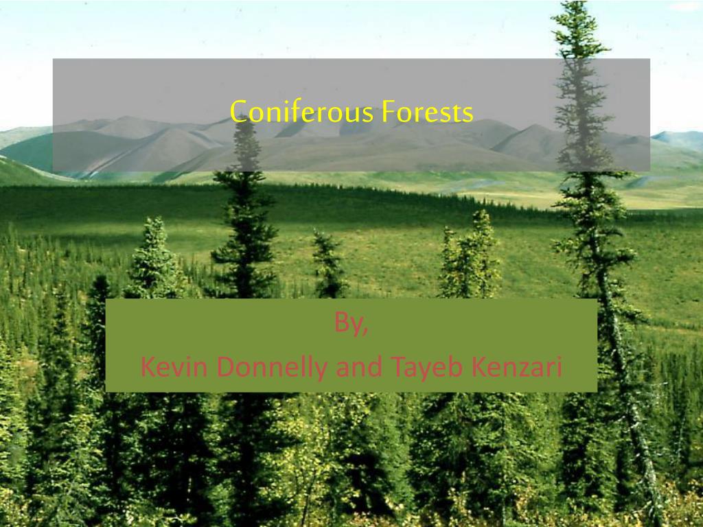 PPT - Coniferous Forests PowerPoint Presentation, free download - ID ...