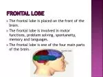 PPT - THE FRONTAL LOBE and Executive Functions PowerPoint Presentation ...