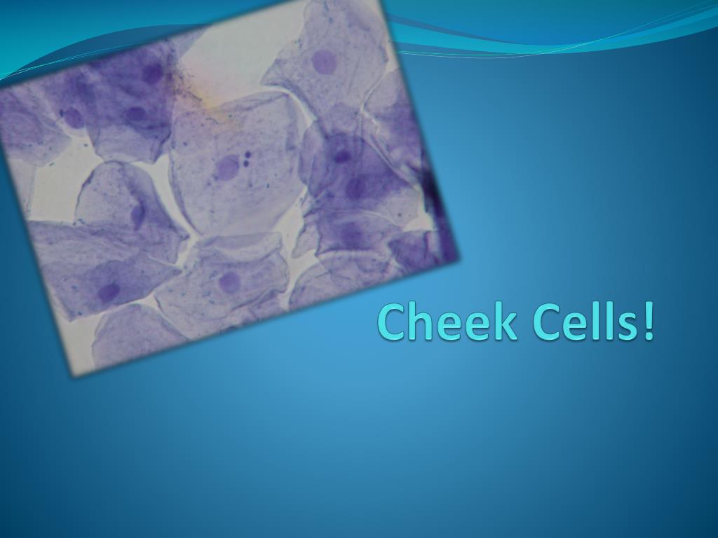 PPT - Cheek Cells! PowerPoint Presentation, free download - ID:2706520