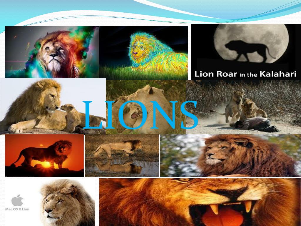 PPT - LIONS PowerPoint Presentation, free download - ID:2707573