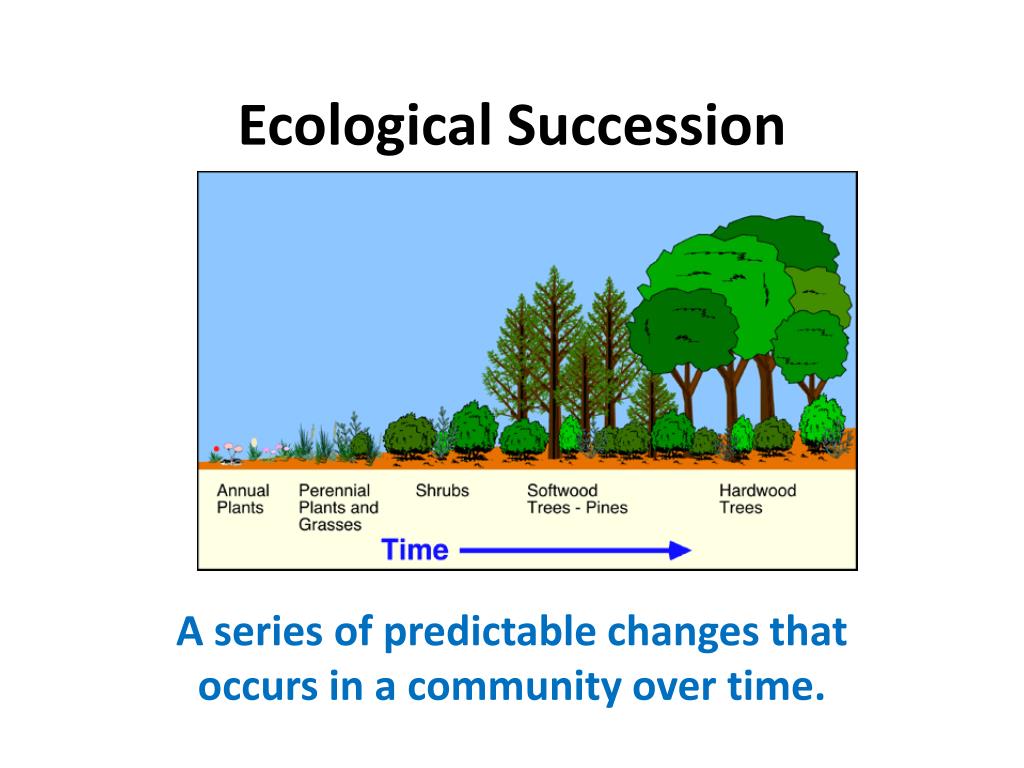 PPT - Ecological Succession PowerPoint Presentation, free download - ID ...