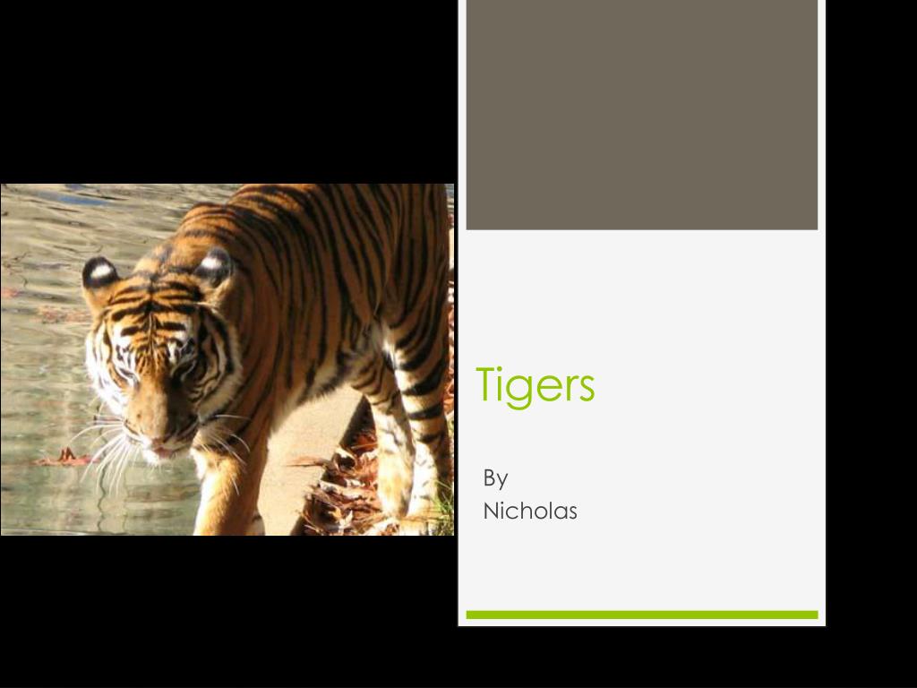 PPT - Tigers PowerPoint Presentation, free download - ID:2711267