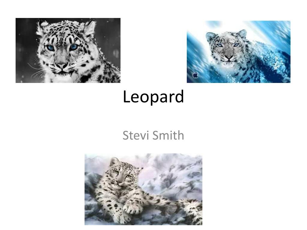 PPT - Leopard PowerPoint Presentation, free download - ID:2711486
