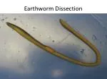 PPT - Virtual Earthworm Dissection PowerPoint Presentation, free ...