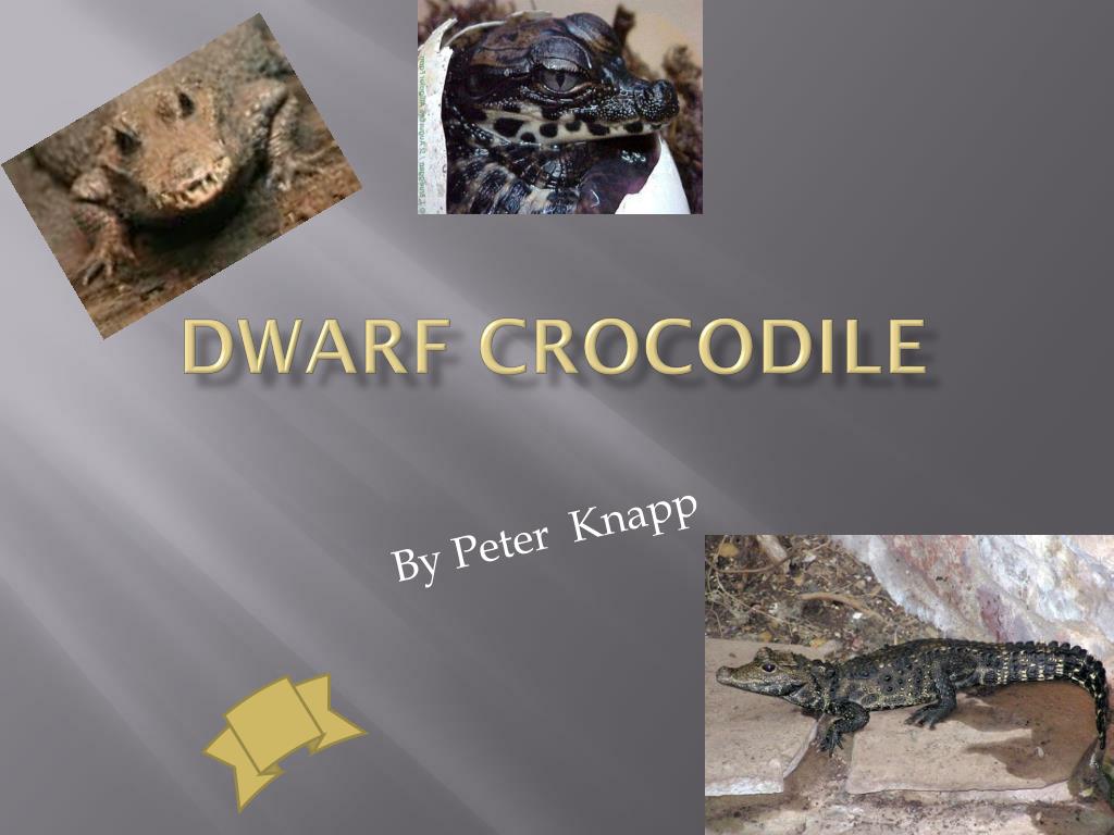 PPT - Dwarf Crocodile PowerPoint Presentation, free download - ID:2714371