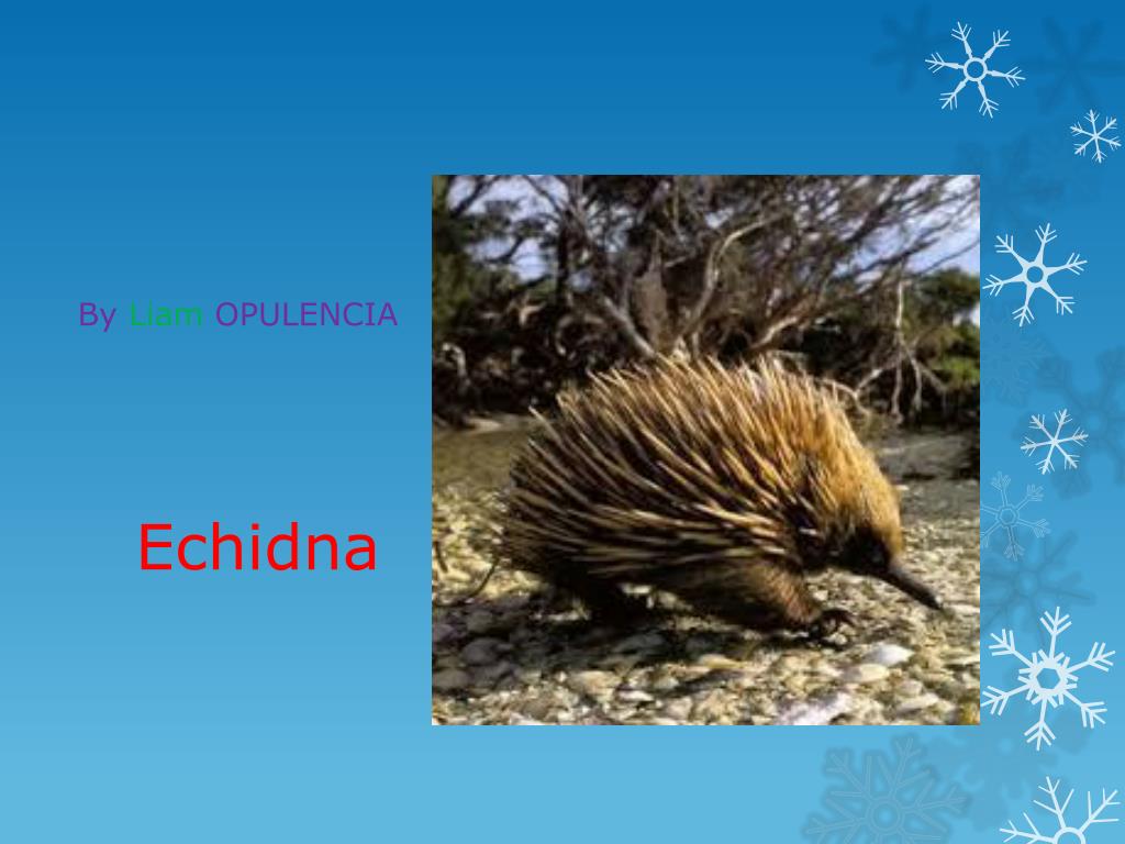PPT - Echidna PowerPoint Presentation, free download - ID:2714373