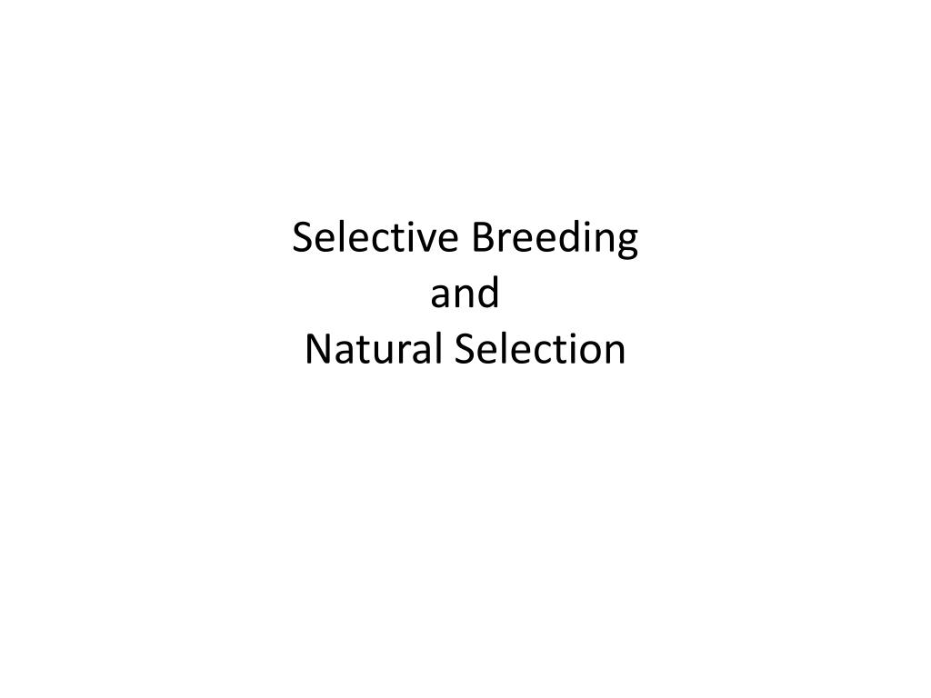 PPT - Selective Breeding and Natural Selection PowerPoint Presentation ...