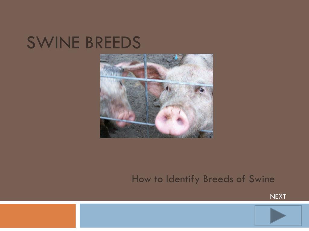 PPT - SWINE BREEDS PowerPoint Presentation, free download - ID:2714739