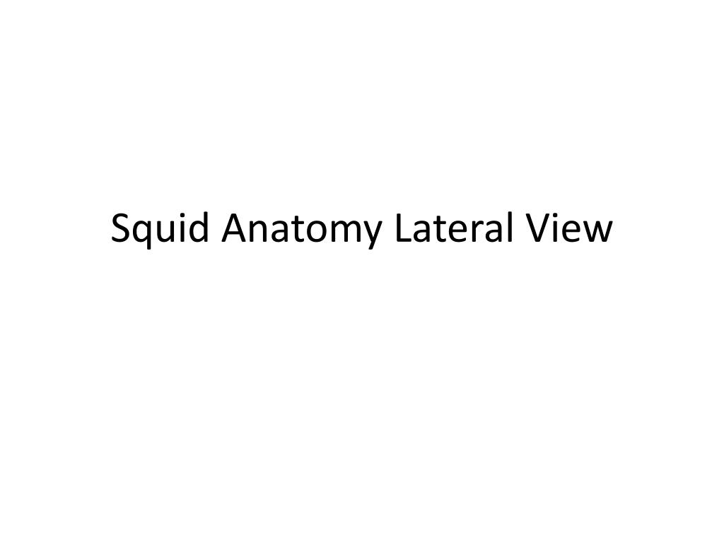 PPT - Squid Anatomy Lateral View PowerPoint Presentation, free download ...