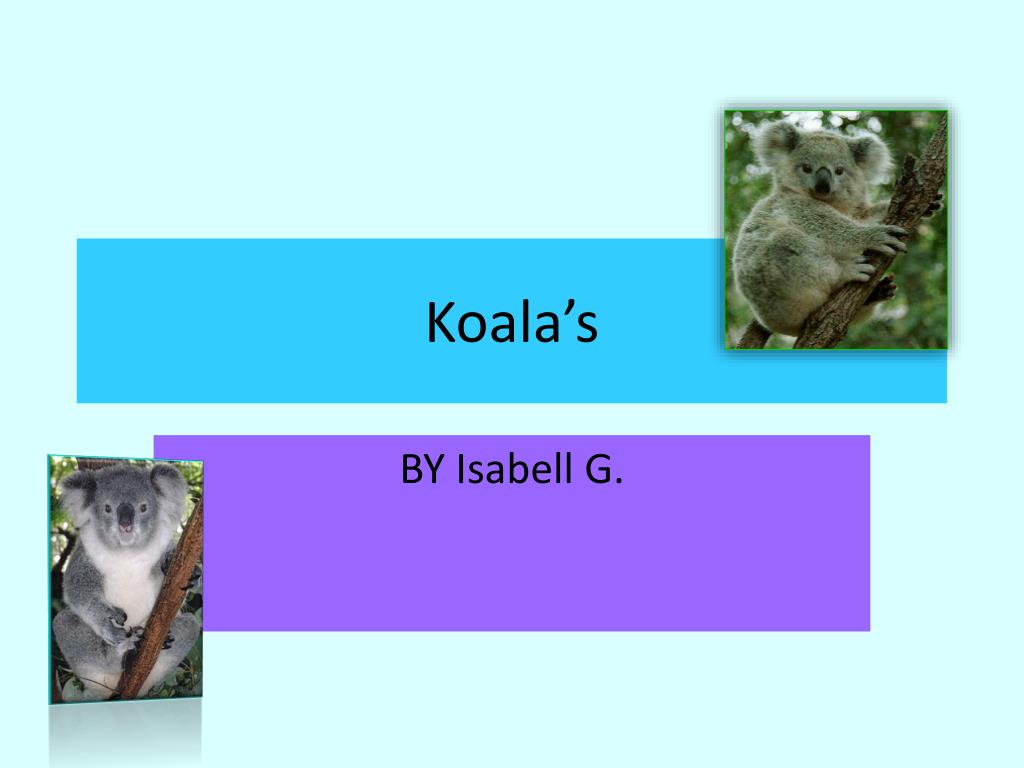 PPT - Koala’s PowerPoint Presentation, free download - ID:2719874