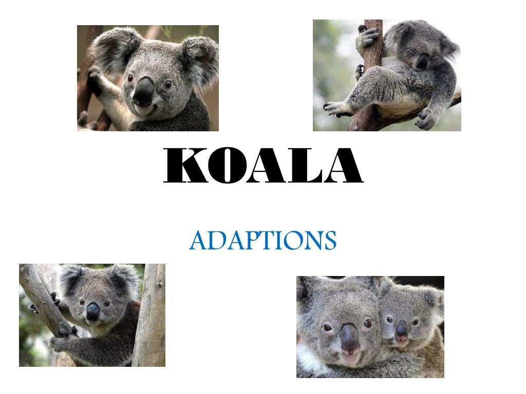 PPT - KOALA PowerPoint Presentation, free download - ID:2719907