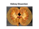 PPT - Kidney Dissection PowerPoint Presentation, free download - ID:996817