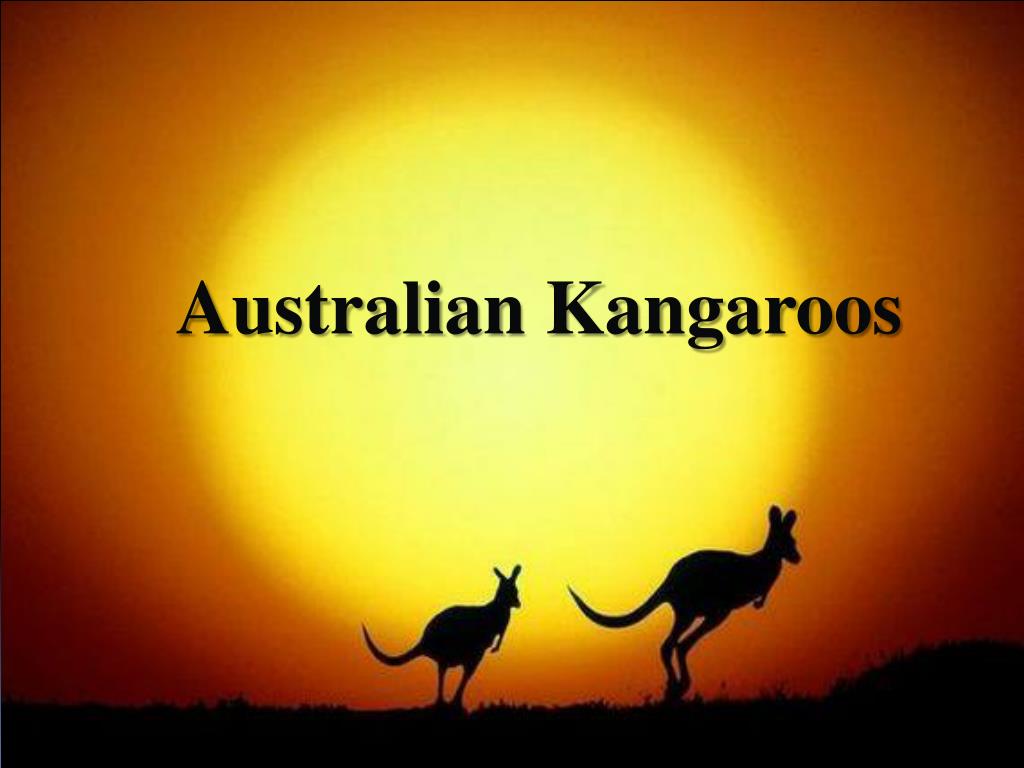 PPT - Australian Kangaroos PowerPoint Presentation, free download - ID ...