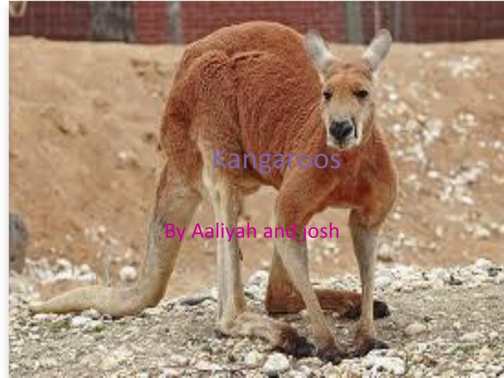 PPT - Kangaroos PowerPoint Presentation, free download - ID:2722831