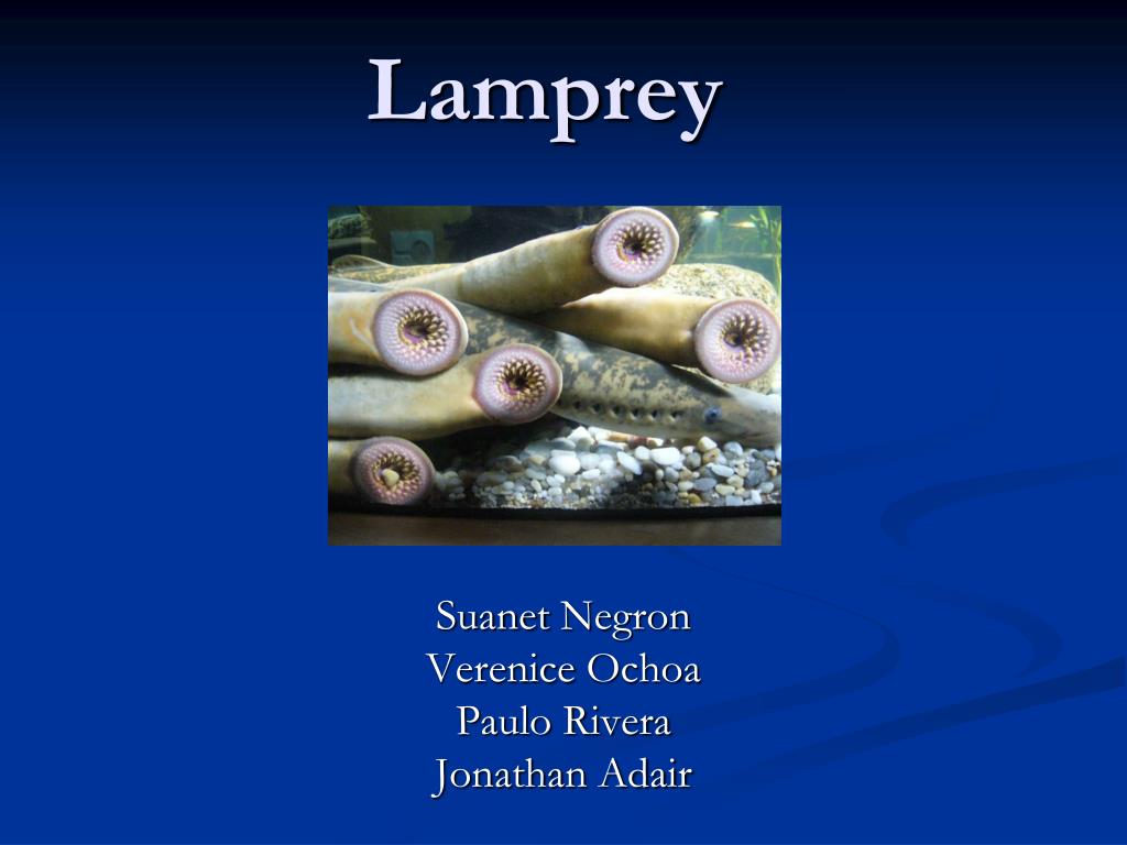 PPT - Lamprey PowerPoint Presentation, free download - ID:2723806
