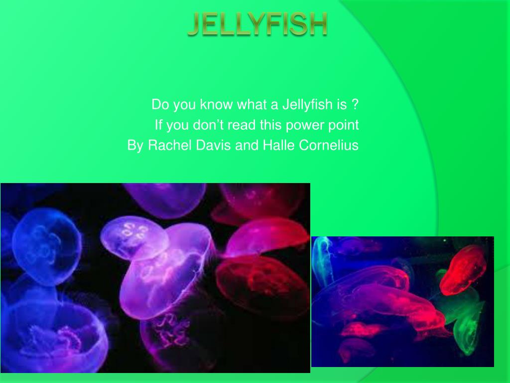 PPT - Jellyfish PowerPoint Presentation, free download - ID:2727789