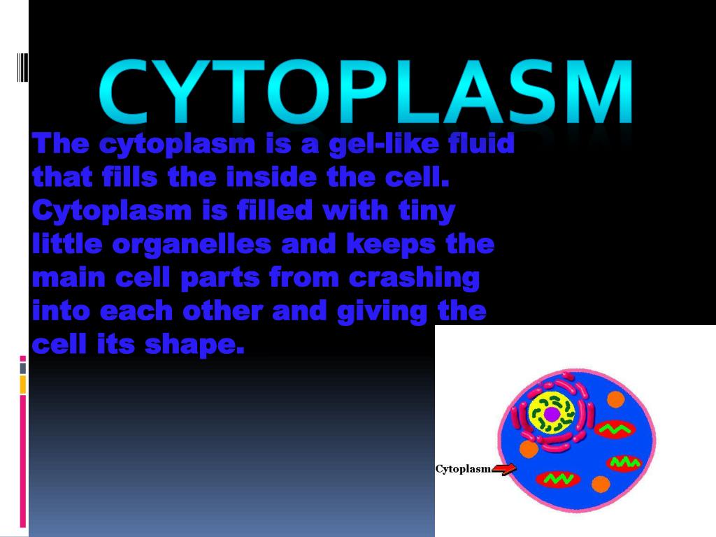 PPT - Cytoplasm PowerPoint Presentation, free download - ID:2727791