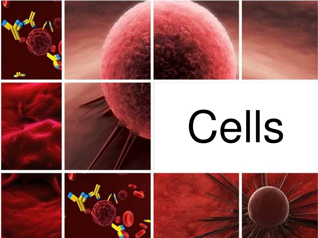 PPT - Cells PowerPoint Presentation, free download - ID:2727891