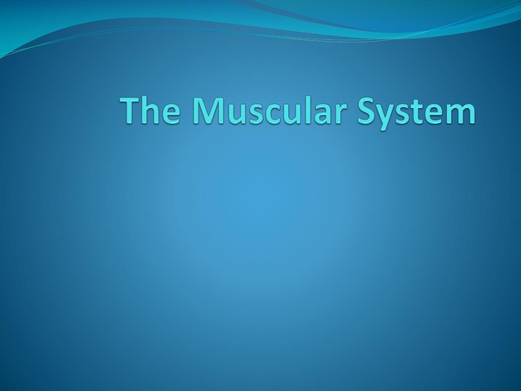 PPT - The Muscular System PowerPoint Presentation, free download - ID ...