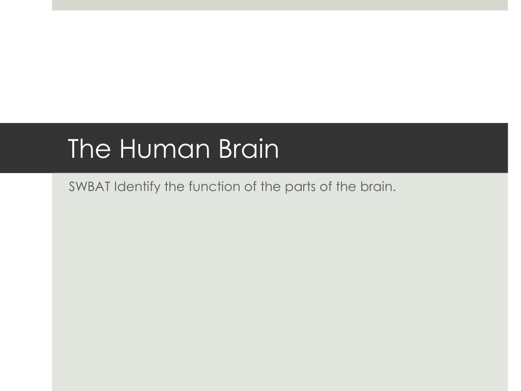 PPT - The Human Brain PowerPoint Presentation, free download - ID:2738806