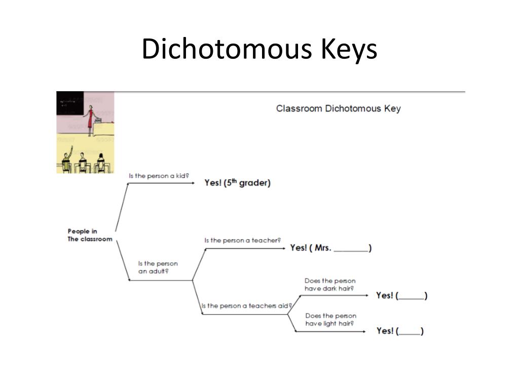 PPT - Dichotomous Keys PowerPoint Presentation, free download - ID:2741166