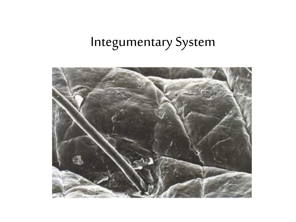 PPT - Integumentary System PowerPoint Presentation, free download - ID ...