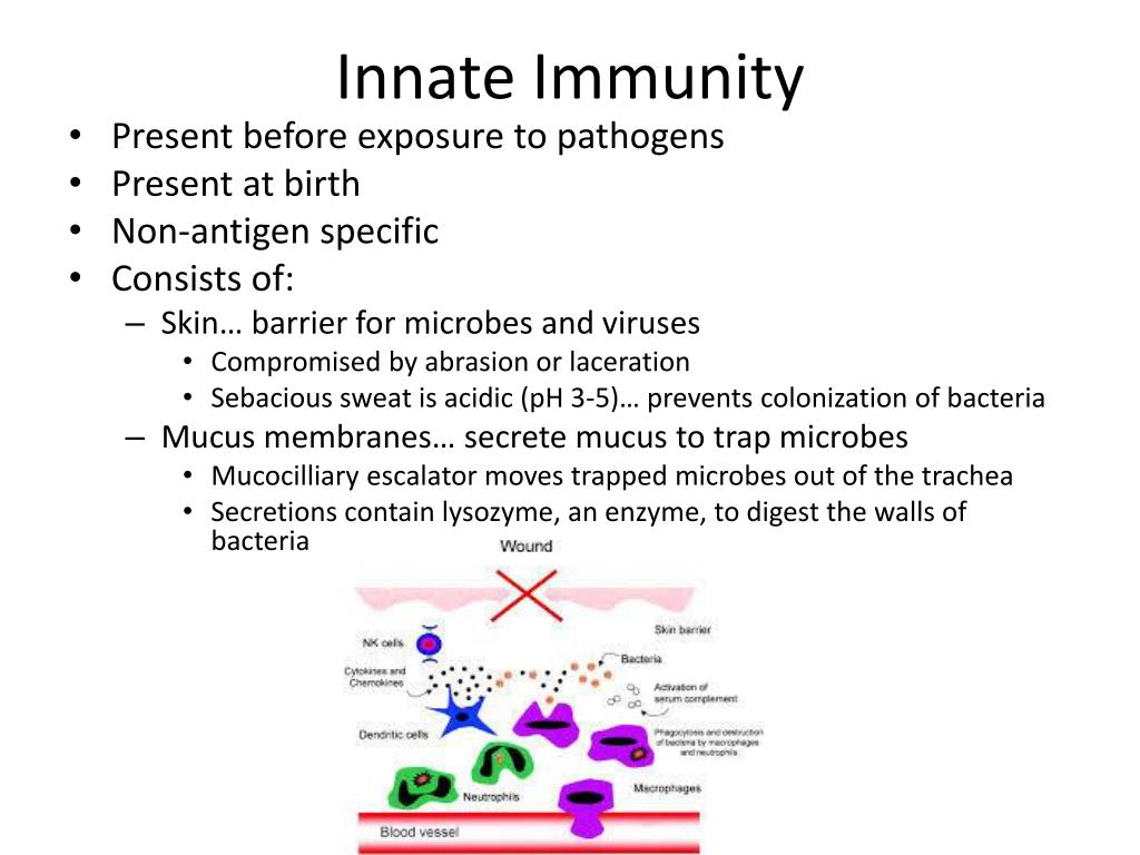 PPT - Innate Immunity PowerPoint Presentation, free download - ID:2742393