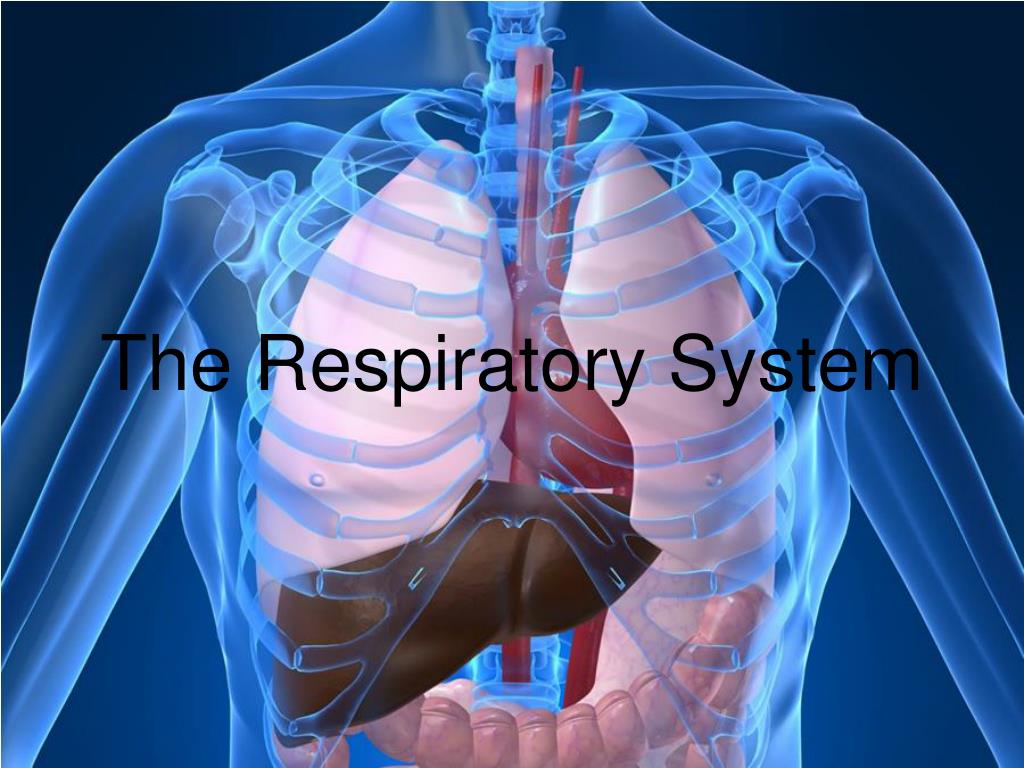 PPT - The Respiratory System PowerPoint Presentation, free download ...