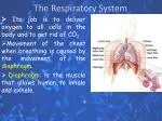 PPT - The Mammalian Respiratory System PowerPoint Presentation, free ...