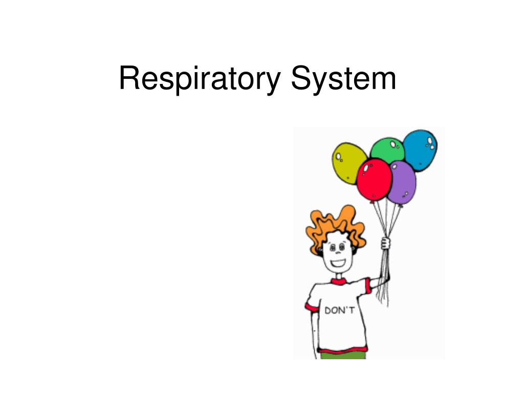 PPT - Respiratory System PowerPoint Presentation, free download - ID ...