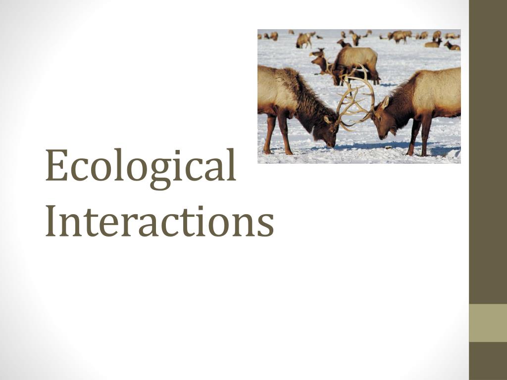 PPT - Ecological Interactions PowerPoint Presentation, free download ...