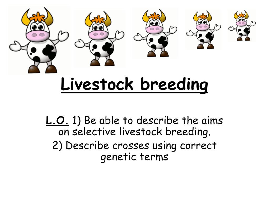 PPT - Livestock breeding PowerPoint Presentation, free download - ID ...