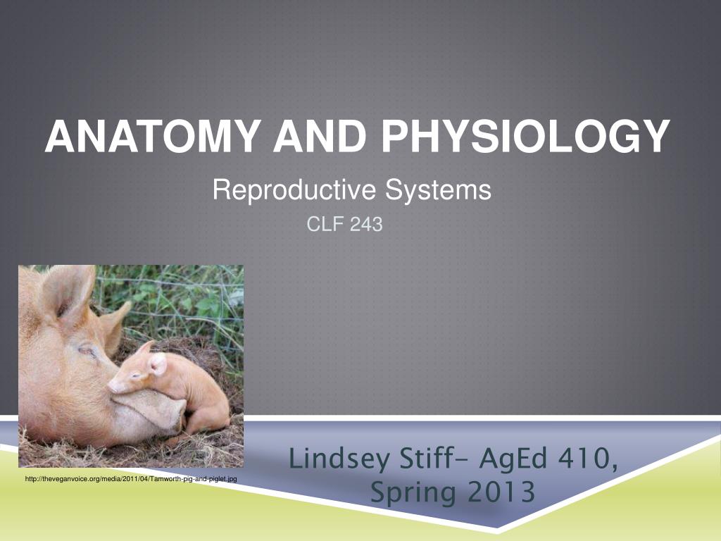 PPT - Anatomy and Physiology PowerPoint Presentation, free download ...