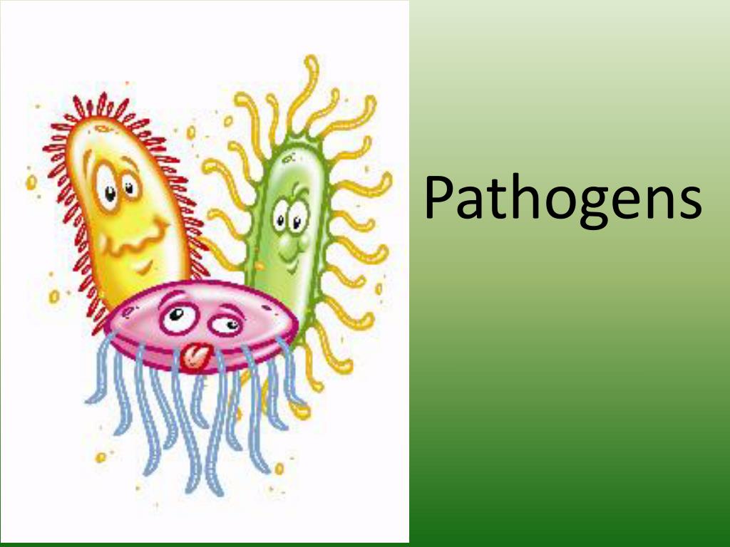 PPT - Pathogens PowerPoint Presentation, free download - ID:2746214