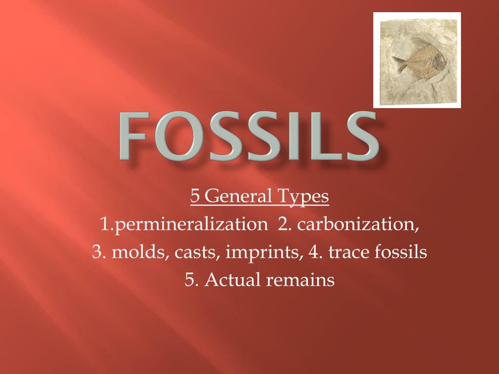 PPT - Fossils PowerPoint Presentation, free download - ID:2751987
