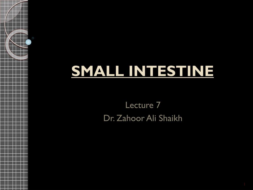 PPT - SMALL INTESTINE PowerPoint Presentation, free download - ID:2755854