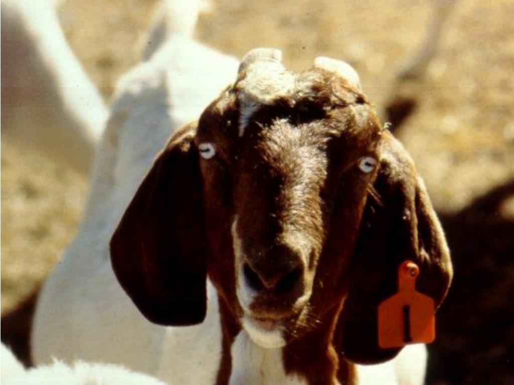 PPT - ABGA Breed Standards PowerPoint Presentation, free download - ID ...