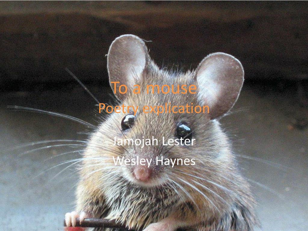 PPT - To a mouse Poetry explication PowerPoint Presentation, free ...