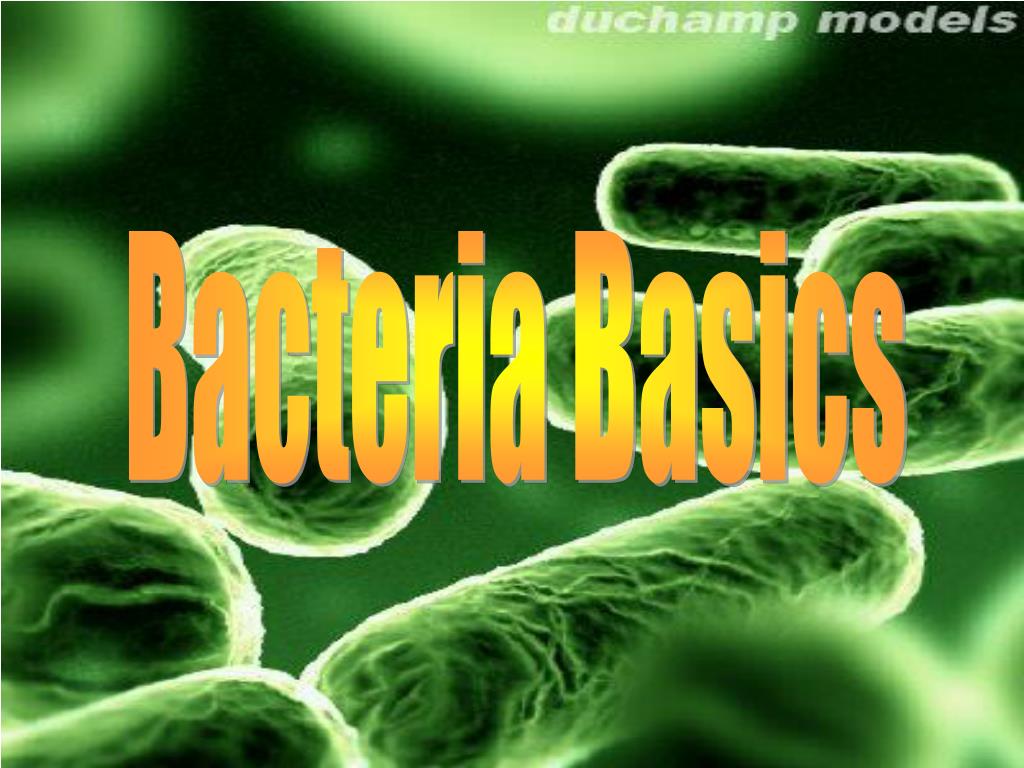 PPT - Bacteria Basics PowerPoint Presentation, free download - ID:2758384