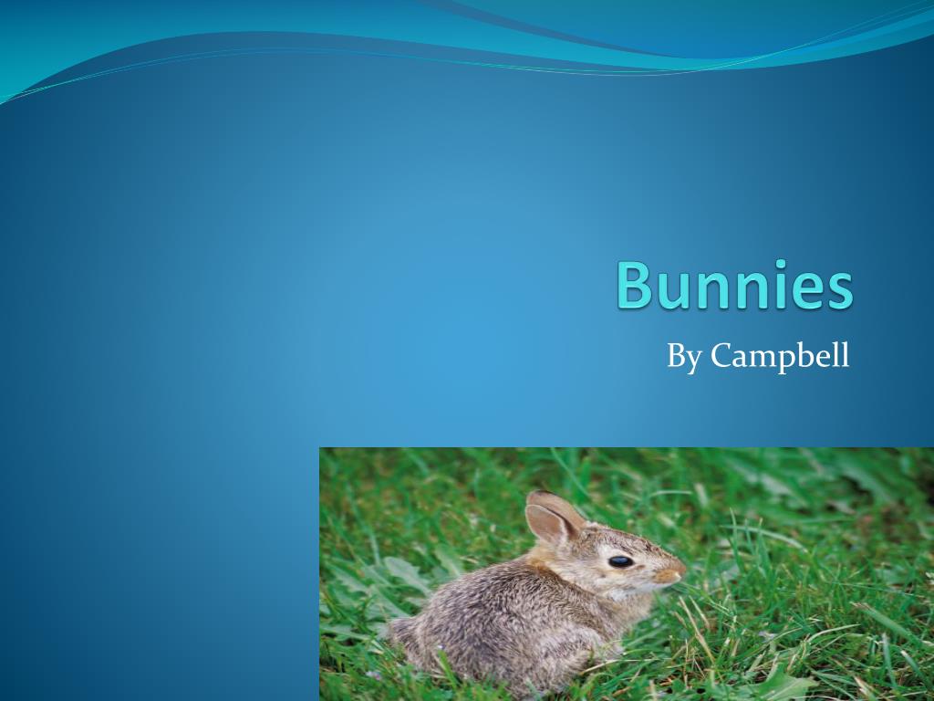 PPT - Bunnies PowerPoint Presentation, free download - ID:2760095