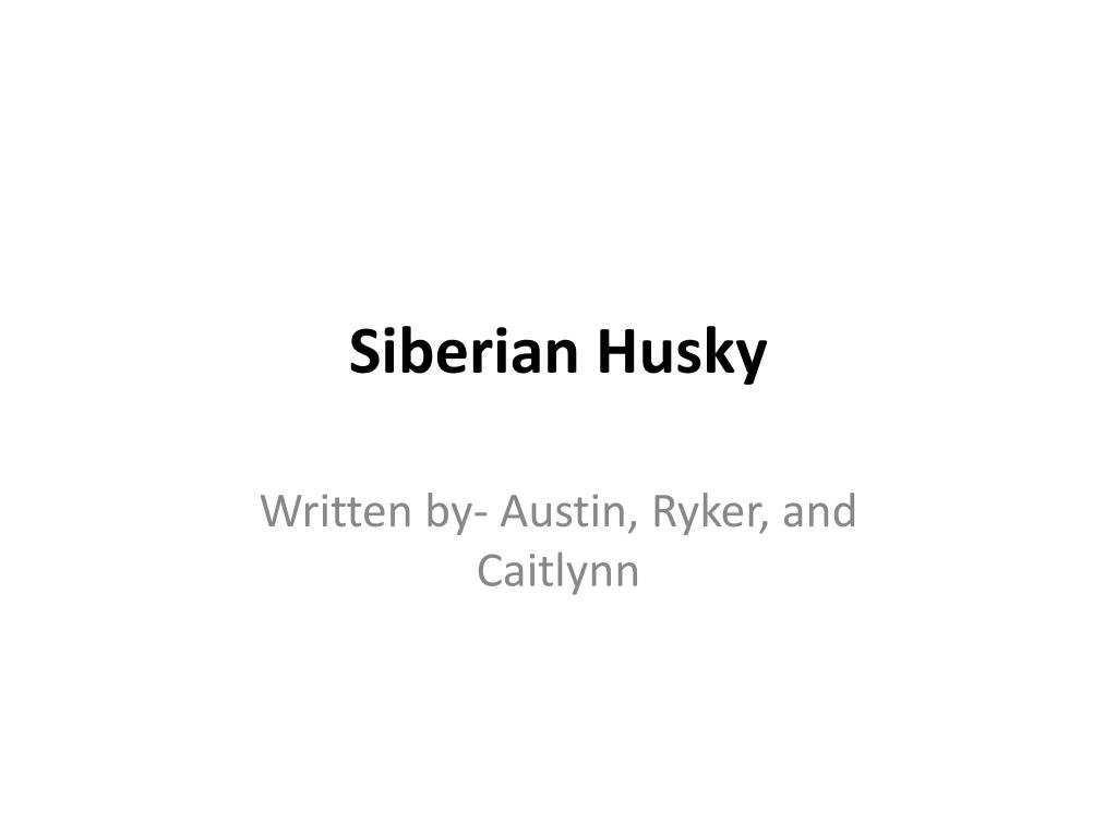 PPT - Siberian Husky PowerPoint Presentation, free download - ID:2760580